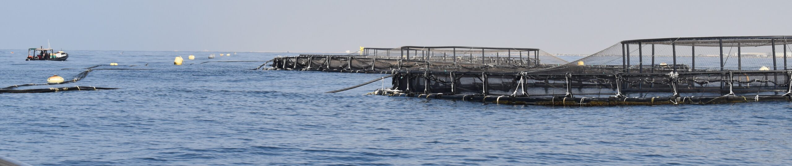 MEP Advises SALIC on Aquaculture Due Diligence - MacAlister Elliott & Partners