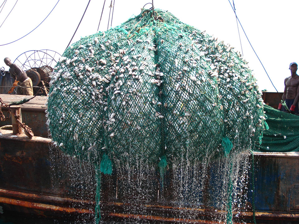 Fishery and Aquaculture Improvement Plans - MacAlister Elliott & Partners